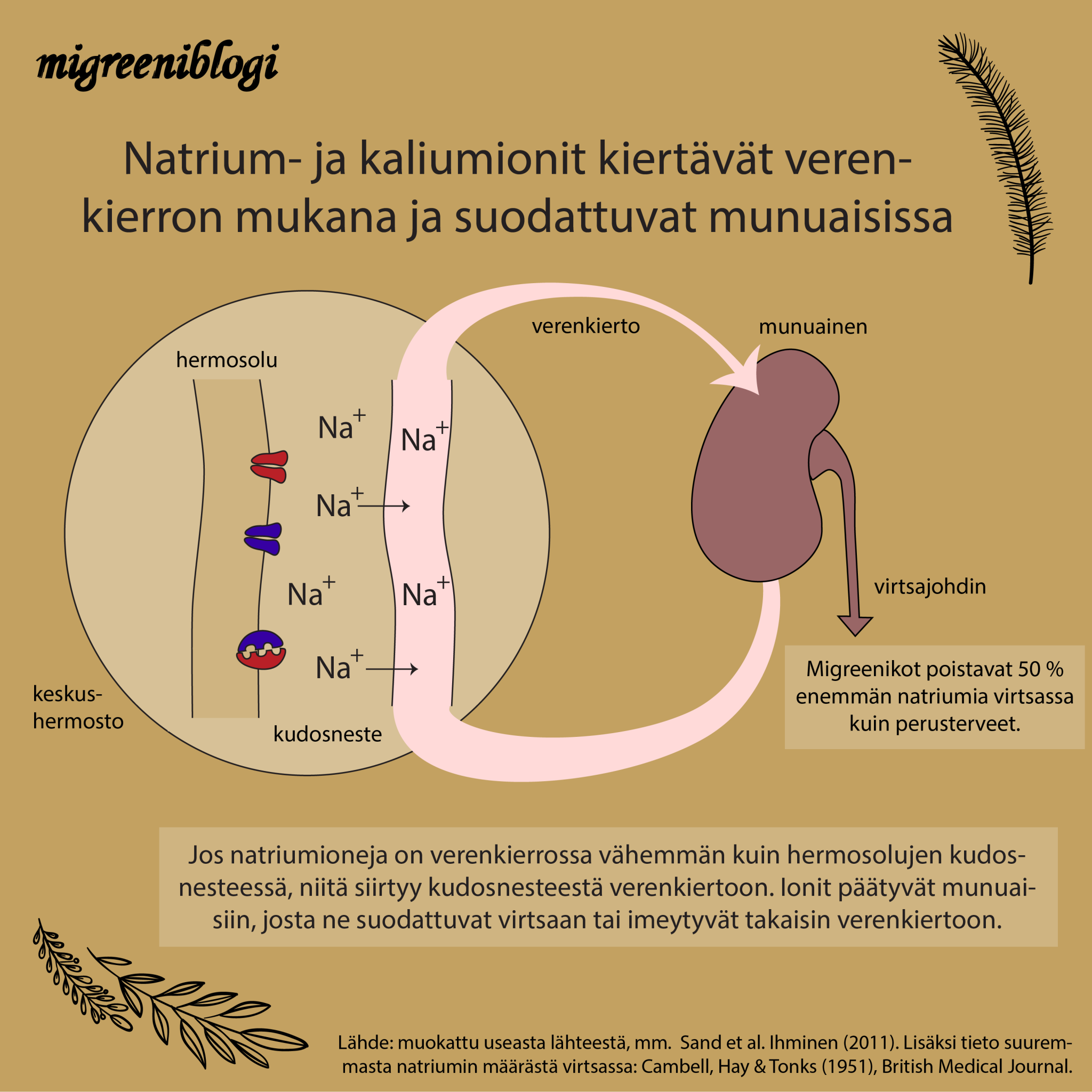 Natrium-kalium-tasapainoteoria migreenin synnystä - MIGREENIBLOGI
